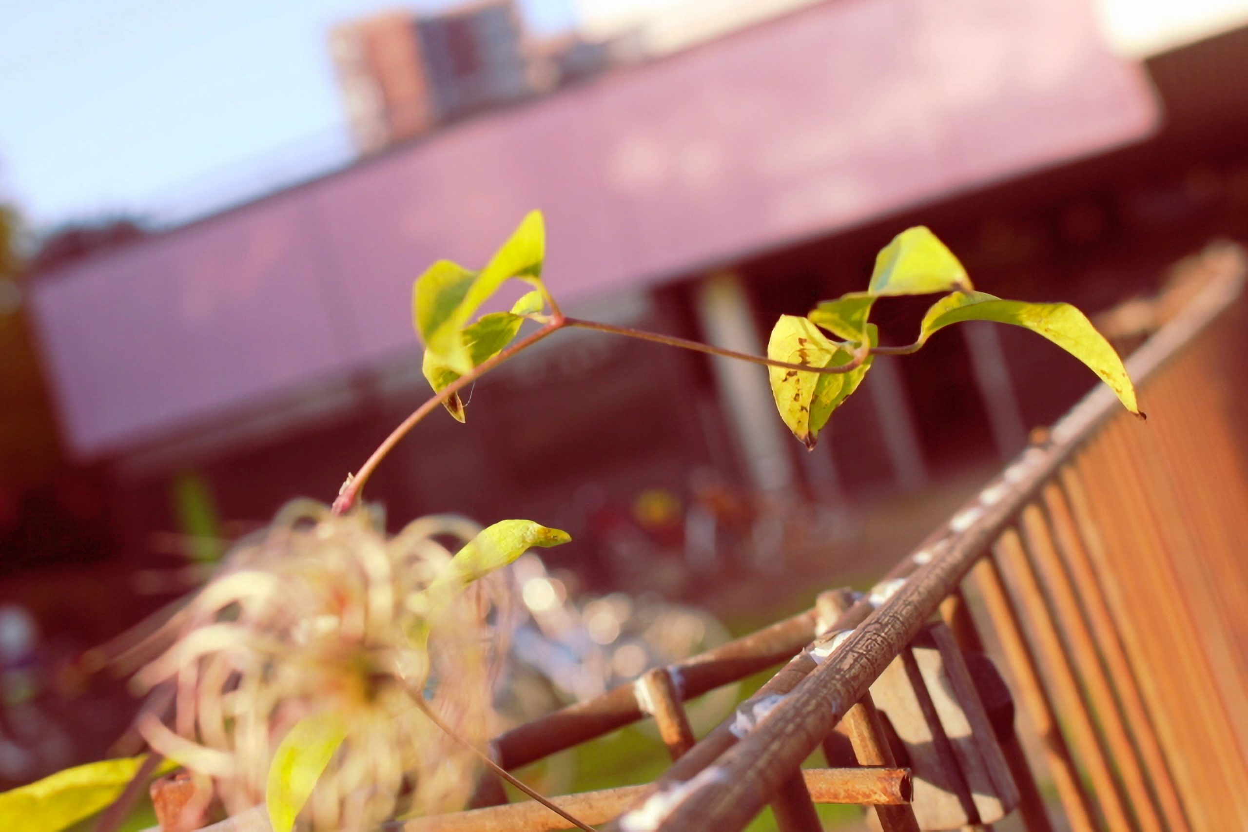 Leitbild - Europaschule Köln
